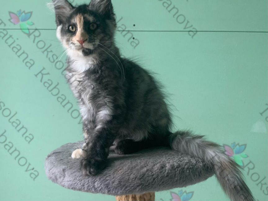 Котята из питомника Roksolana
