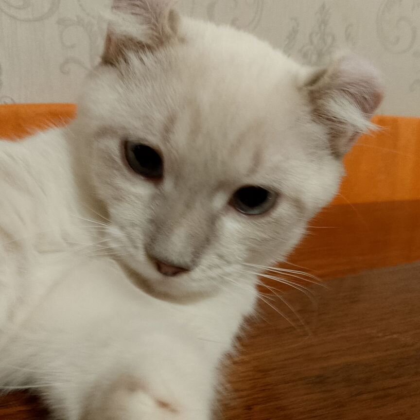 Кинкалоу