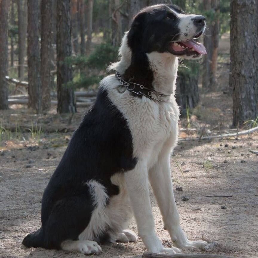 Среднеазиатская овчарка, взрослый пёс