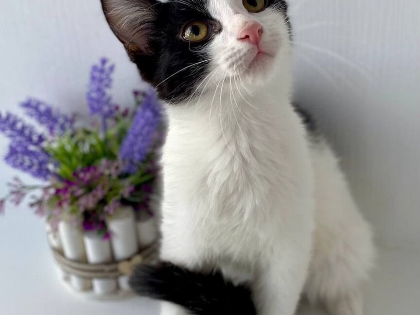Котенок Томчик в поисках дома