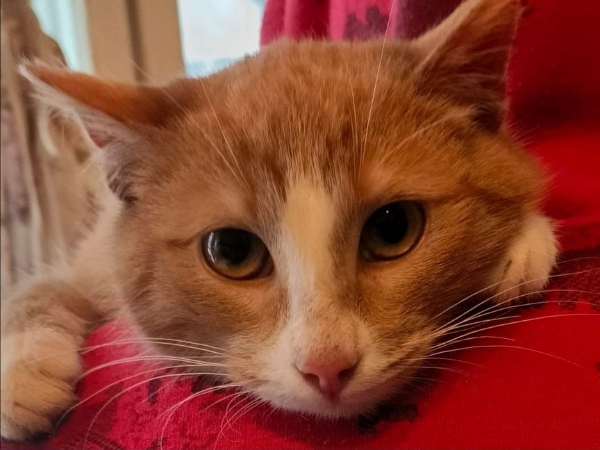 Котенок мальчик Марк 5 мес ищет дом