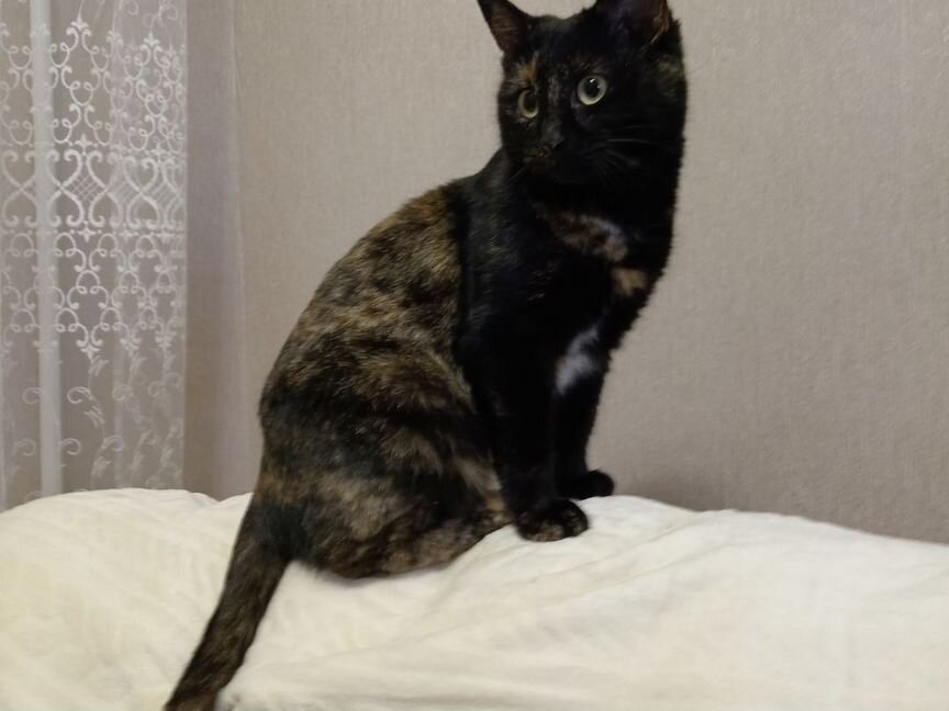 Кошки