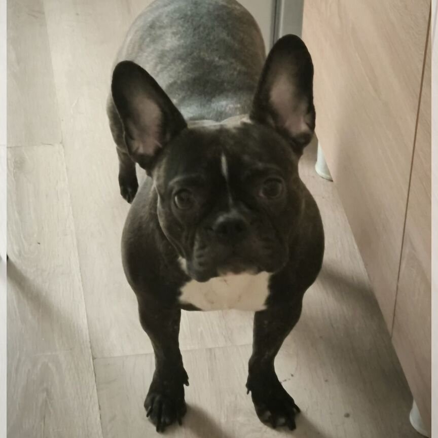 Французский бульдог сука 3 года