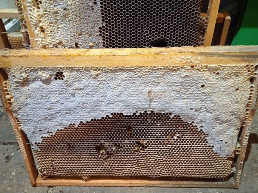 Рамки с вощиной, сушь