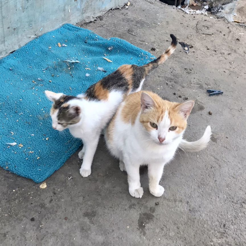 Кошечка с котенком девочкой