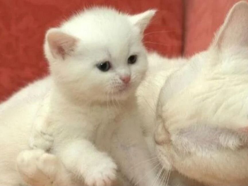 Белоснежный котенок- счастье в дом