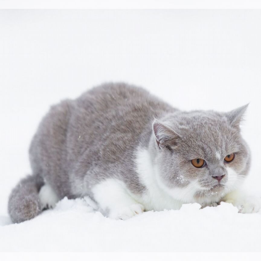 Британский короткошёрстный котёнок