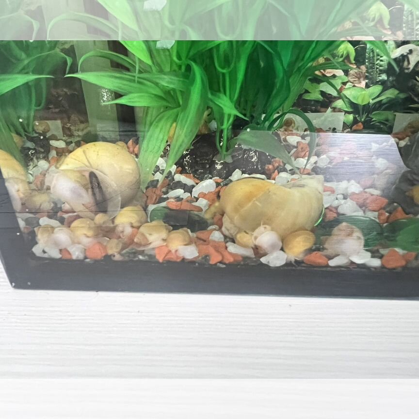 Улитки аквариумные ампулярии