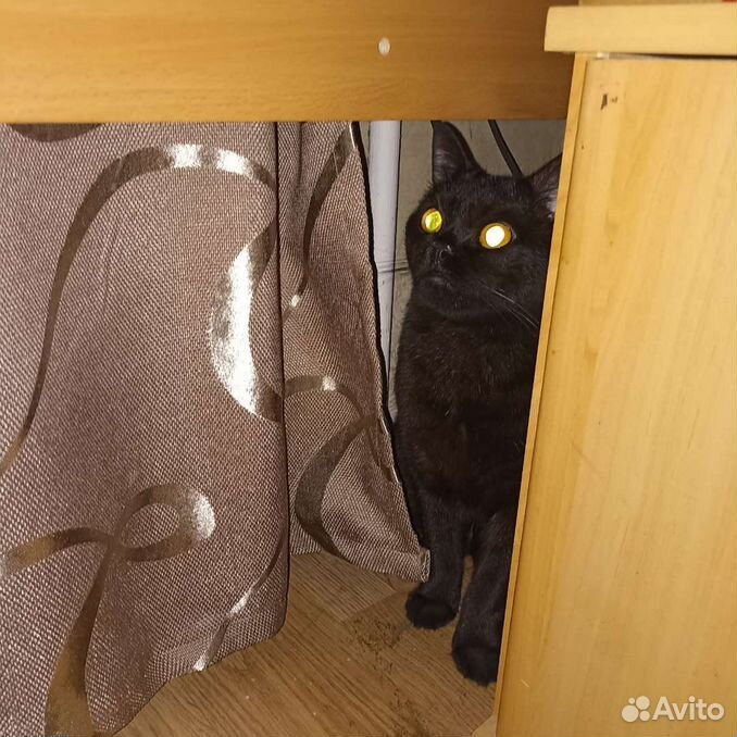 Найдена кошка на ул. Шверника