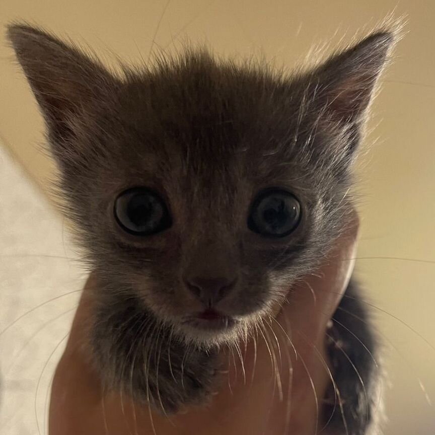 Котёнок от частного владельца
