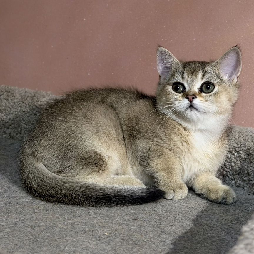 Британский короткошёрстный котёнок