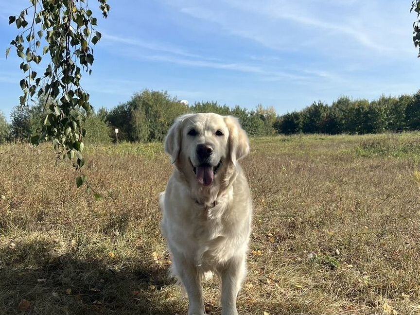 Щенки Золотистого ретривера и Овчарки