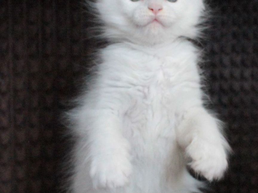 Шикарная чистокровная белоснежка