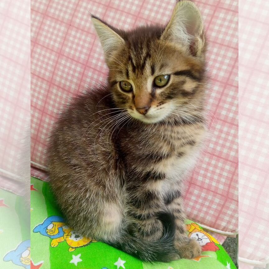 Котенок в добрые руки