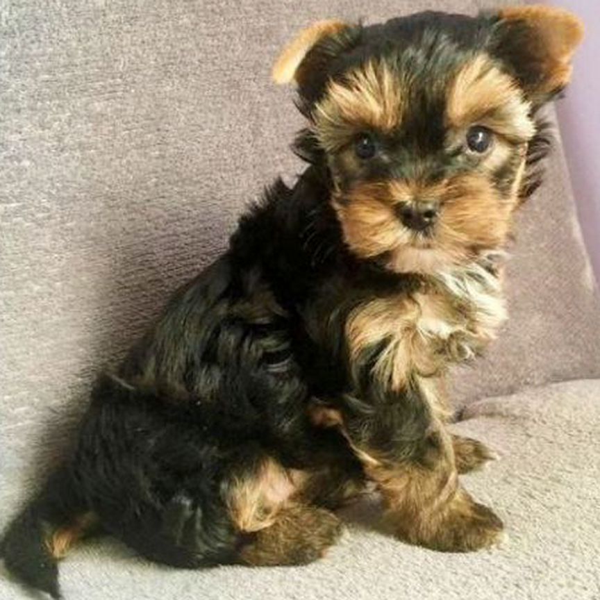 Йоркширский терьер мини