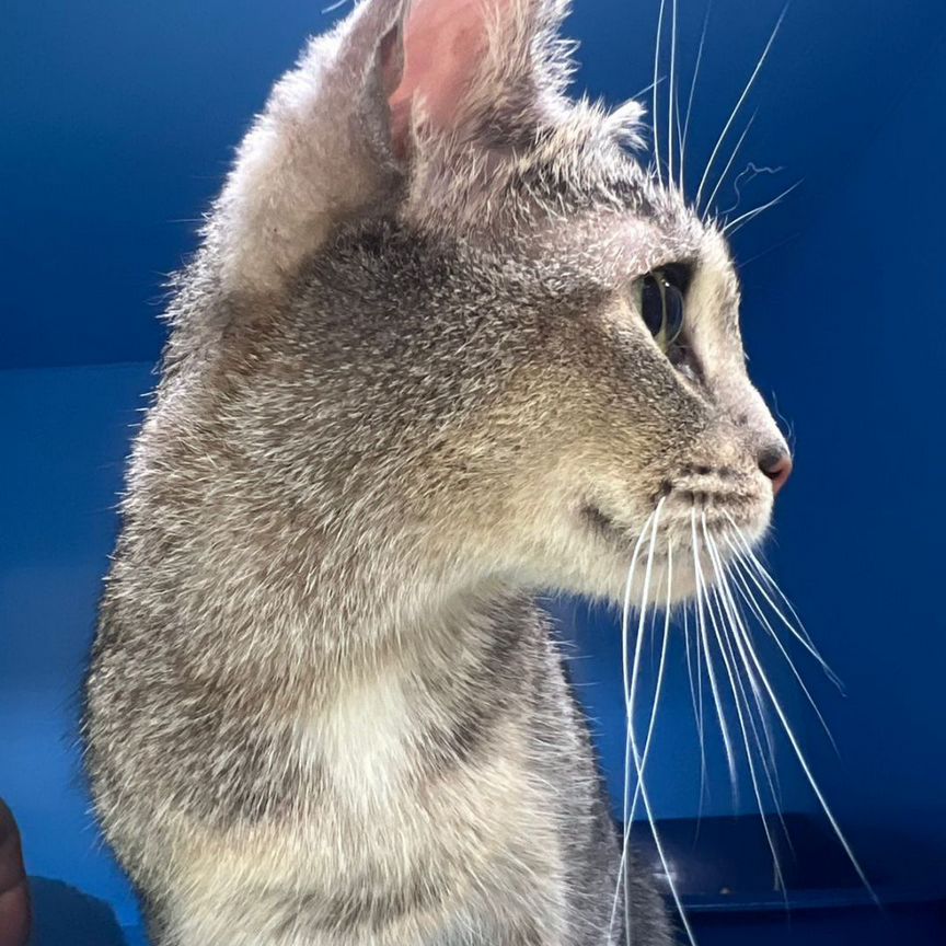 Абиссинская кошка