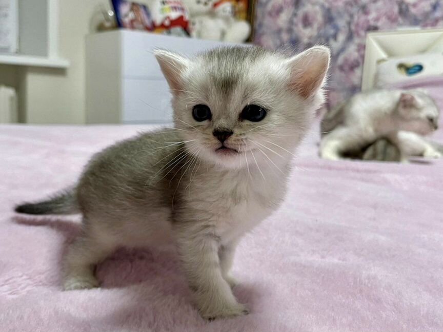 Шотладские котята