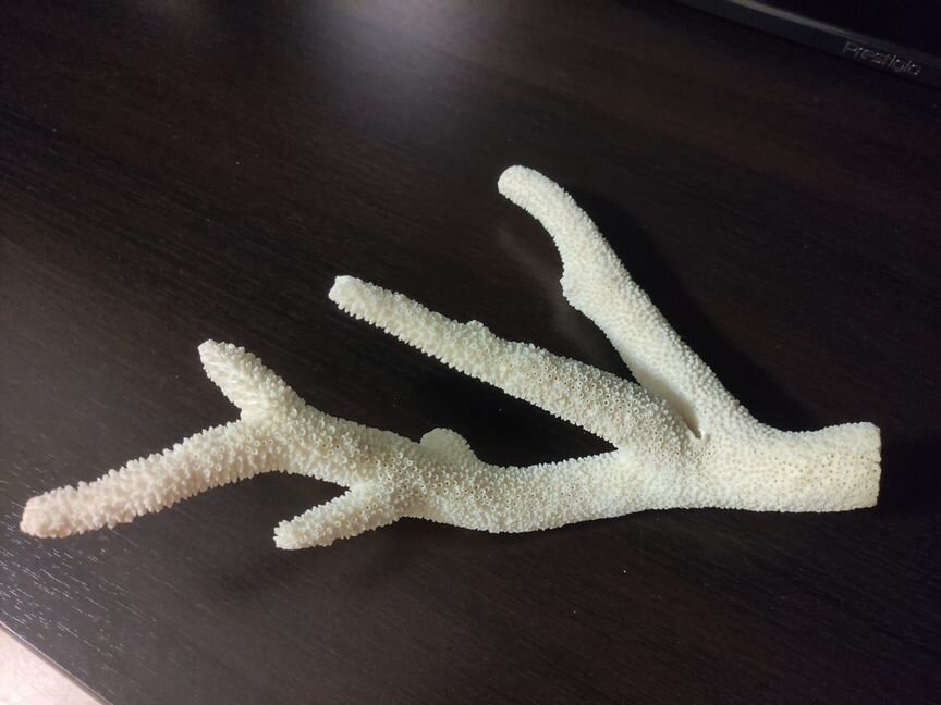 Настоящий коралл