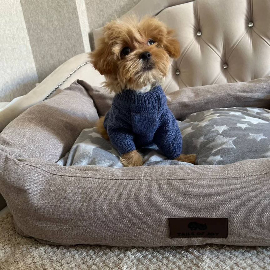 Мальтипу F1 мальчик капучино