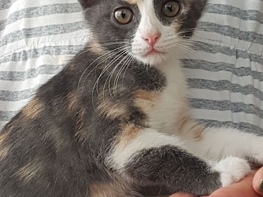 Котята в добрые руки бесплатно