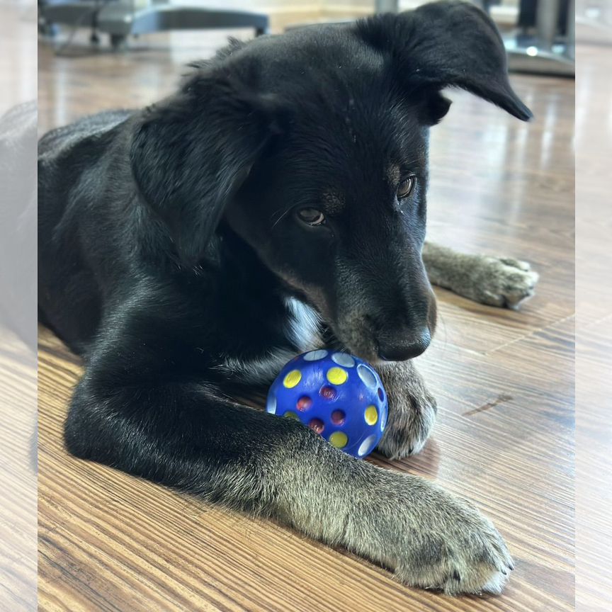 Немецкая овчарка, щенок