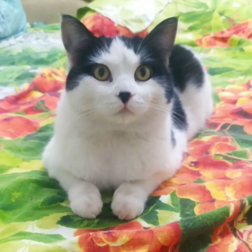 Взрослый кот в добрые руки