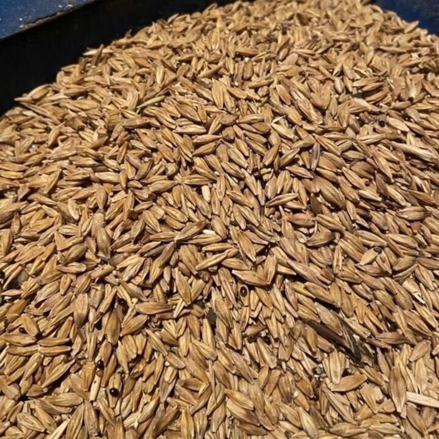 Ячмень фуражный