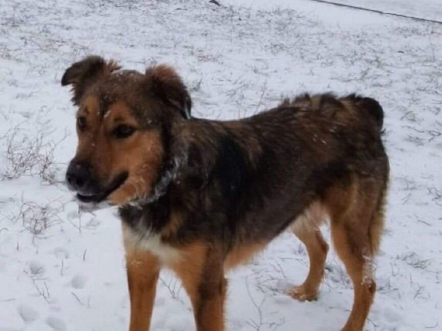 Дарочка ищет дом