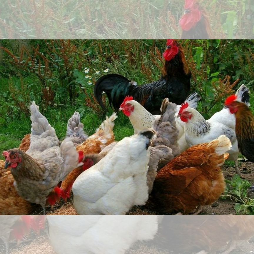 Куры
