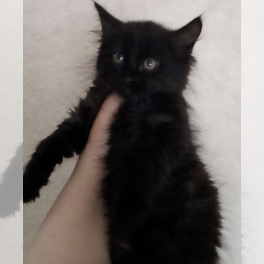 Мейн-кун котёнок