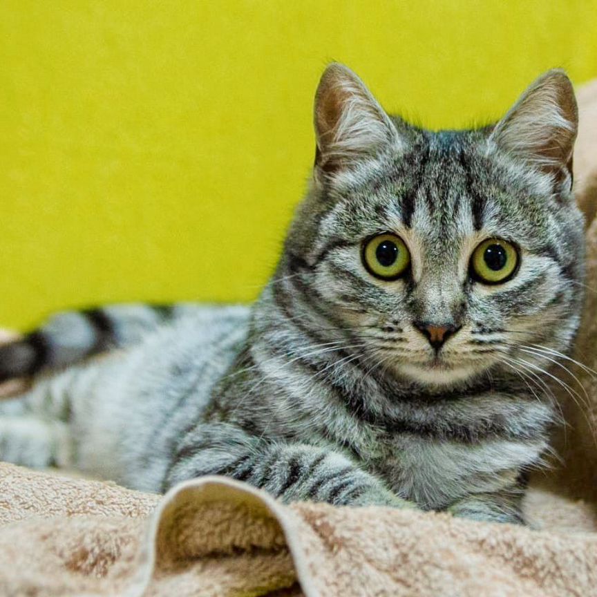 Кошечка Франческа