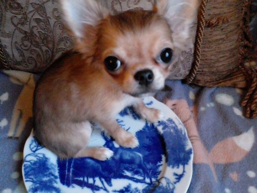 Щенки чихуахуа мини