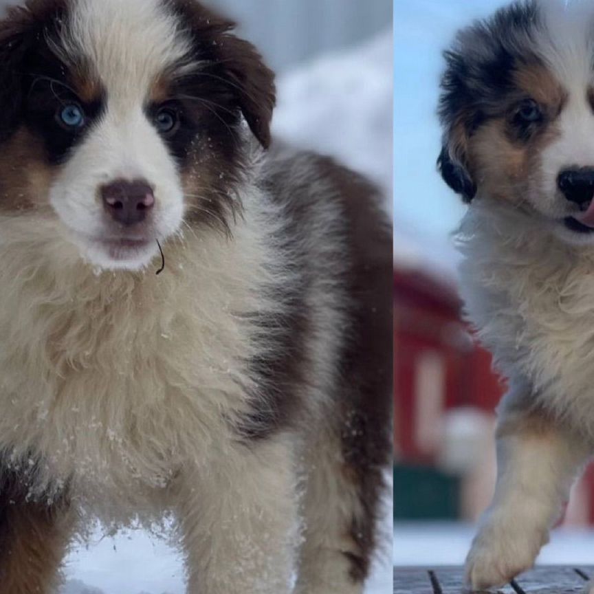 Миниатюрная американская овчарка, щенок