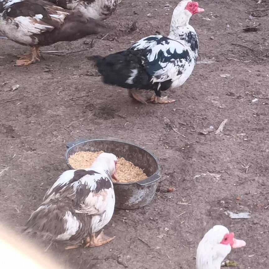 Селезень индоутки