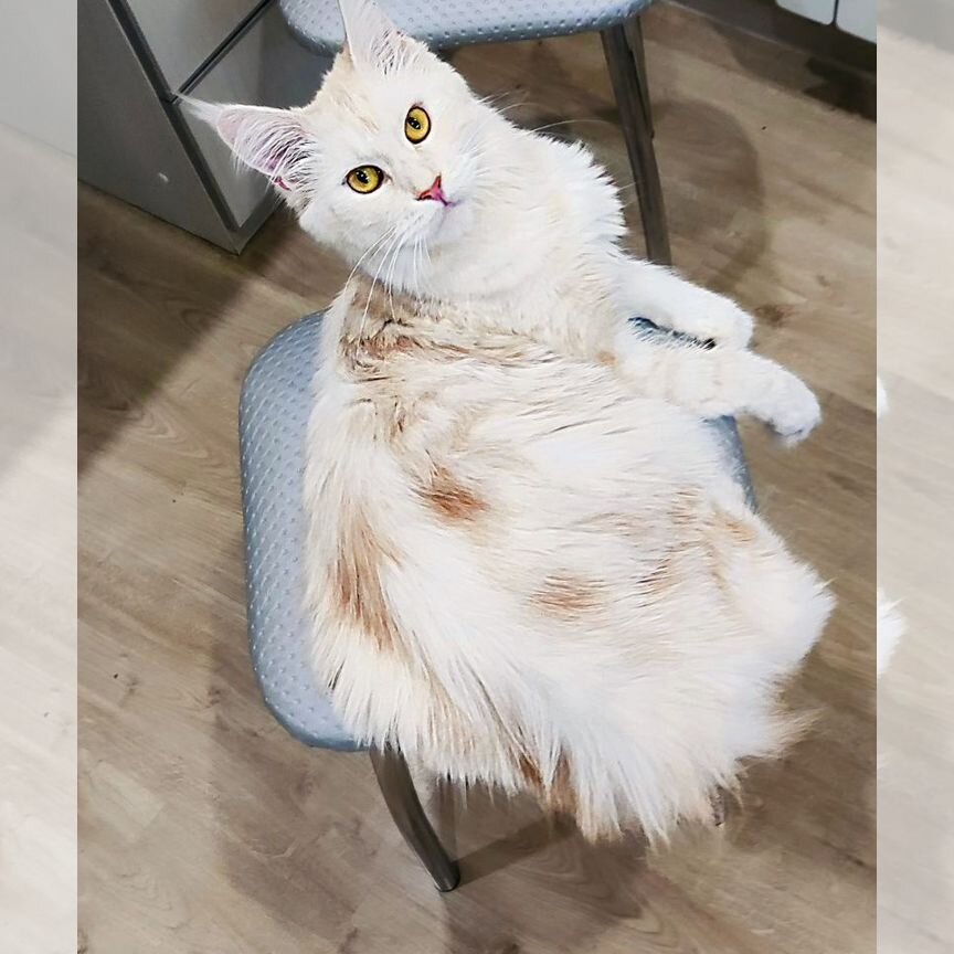 Мейн-кун кошечка отдам