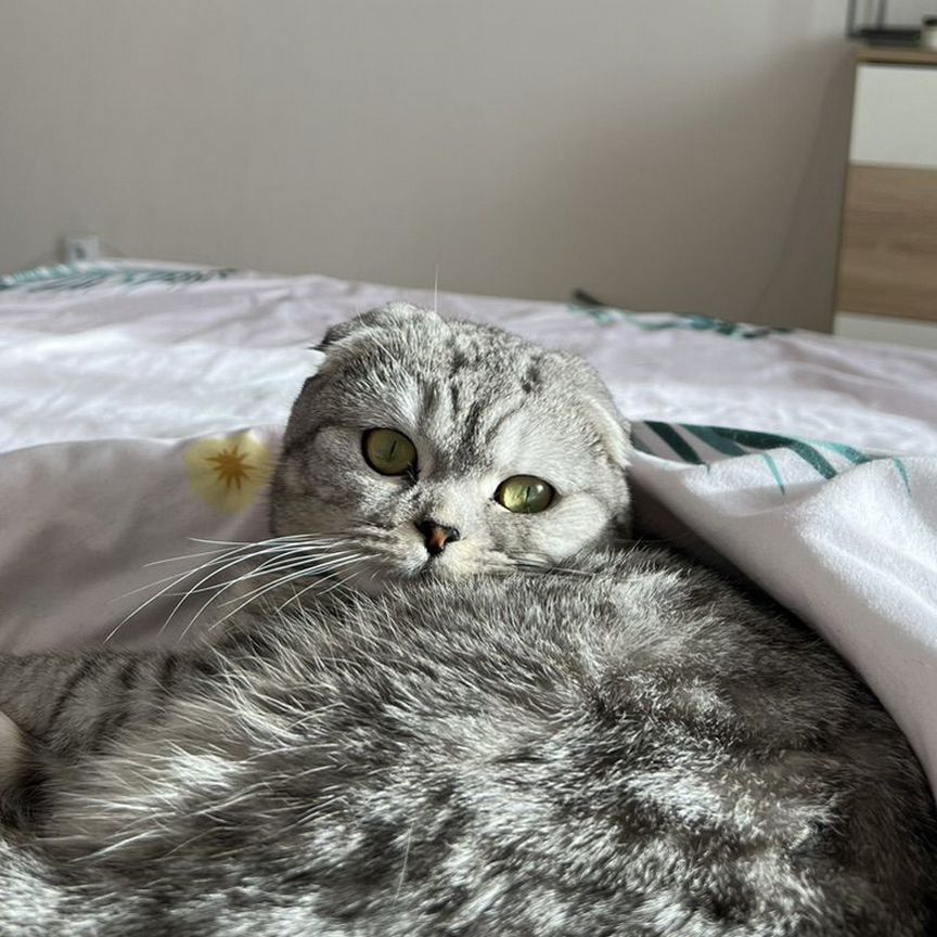 Шотландский вислоухий короткошёрстный котёнок