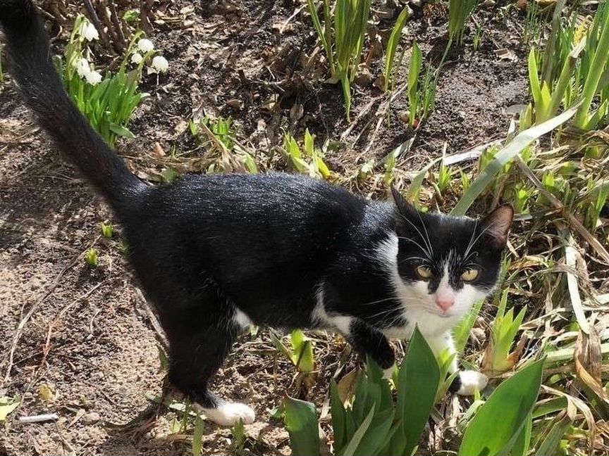 Кошке нужен дом