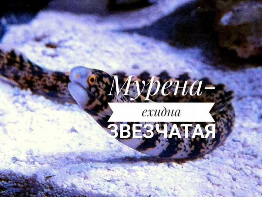 Мурена-ехидна звезчатая, M(рыбка в наличии)