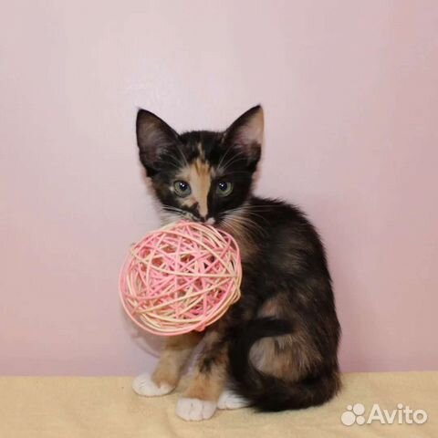 Котëнок Глаша ищет семью