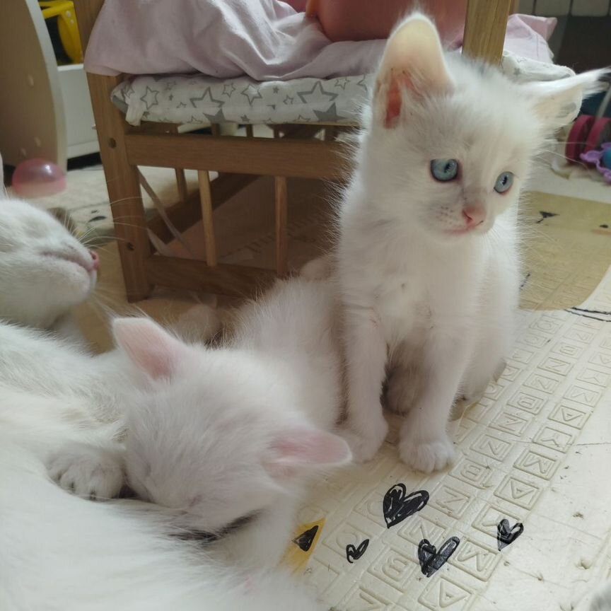 Котёнок от частного владельца