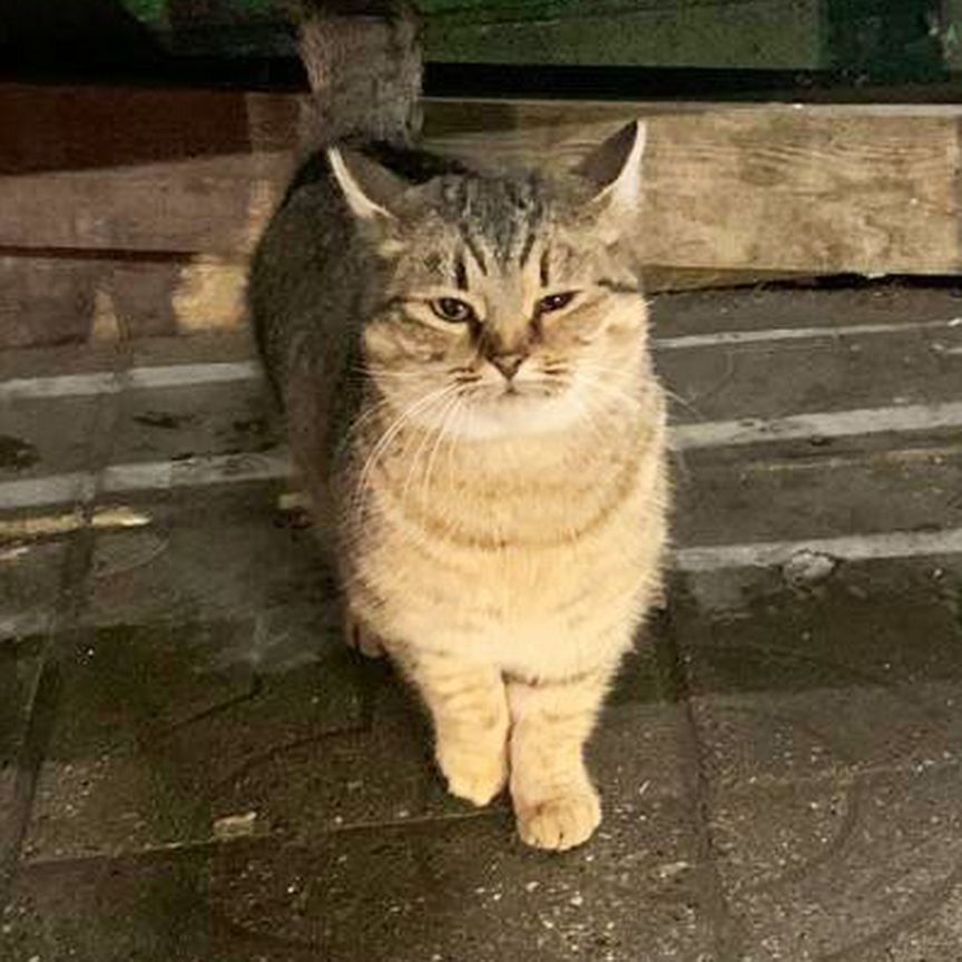 Кошку выбросили на остановку