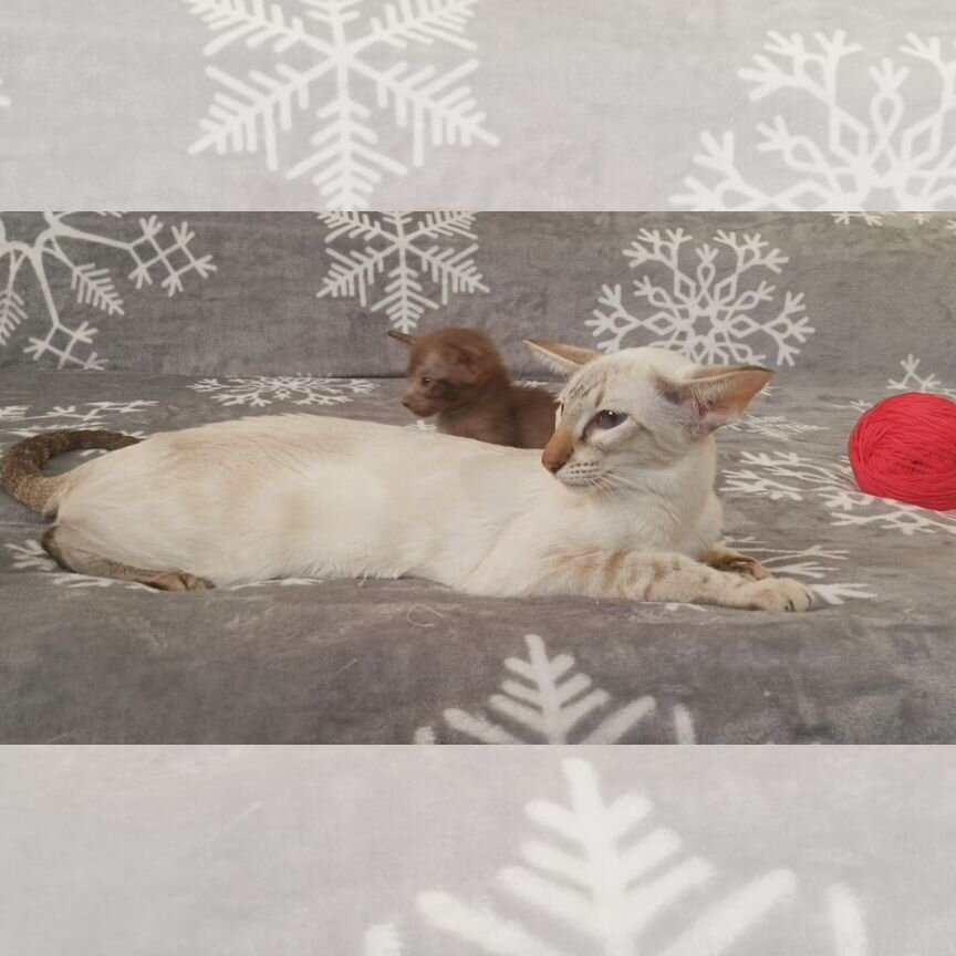 Ориентальная, взрослая кошка