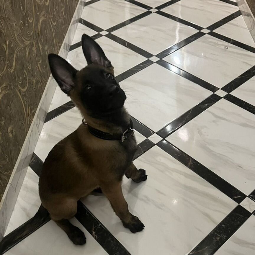 Бельгийская овчарка, щенок