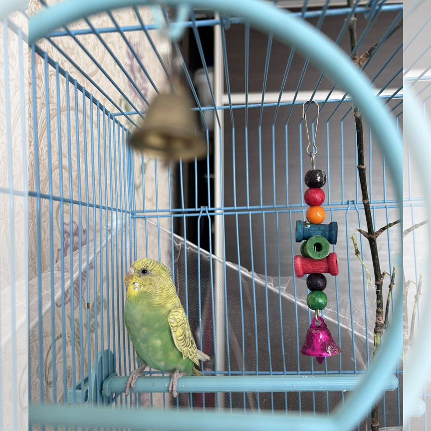 Волнистый попугай девочка