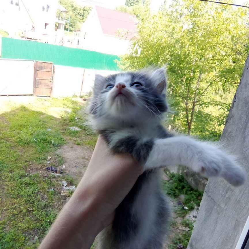 Котята в добрые руки санкт-петербург