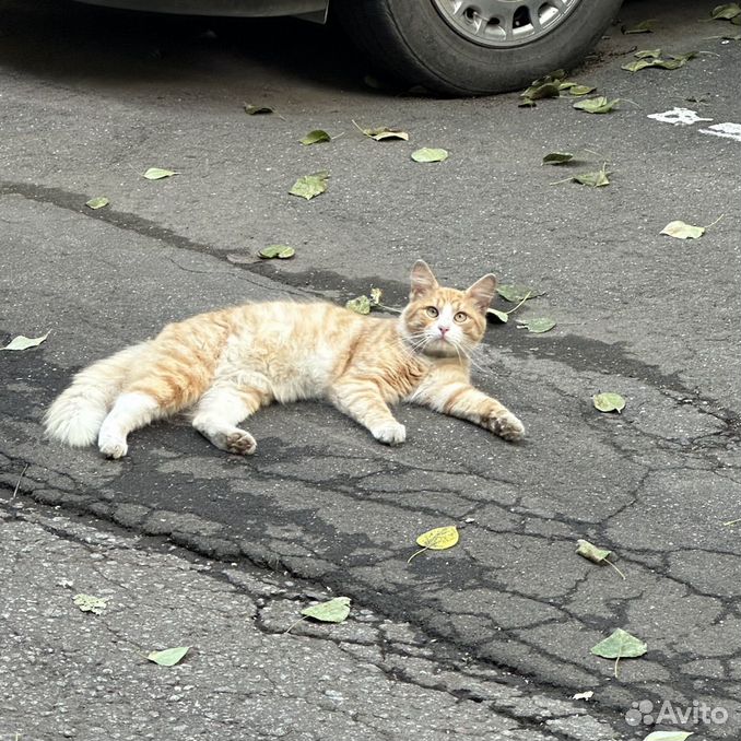 Найдет котик