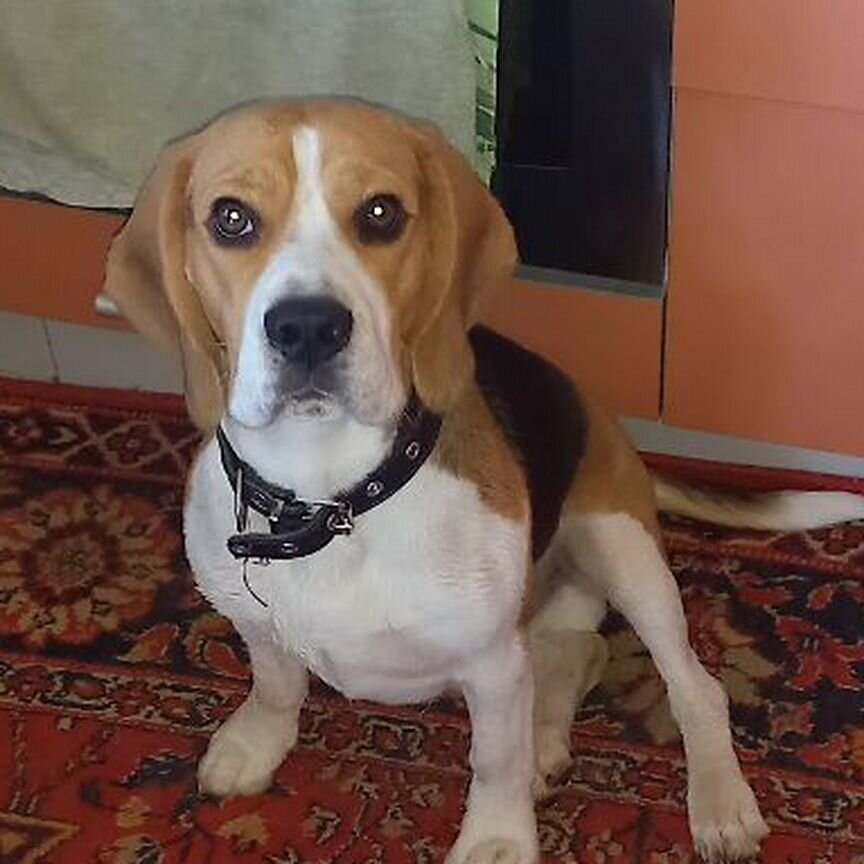 Бигль, взрослый пёс