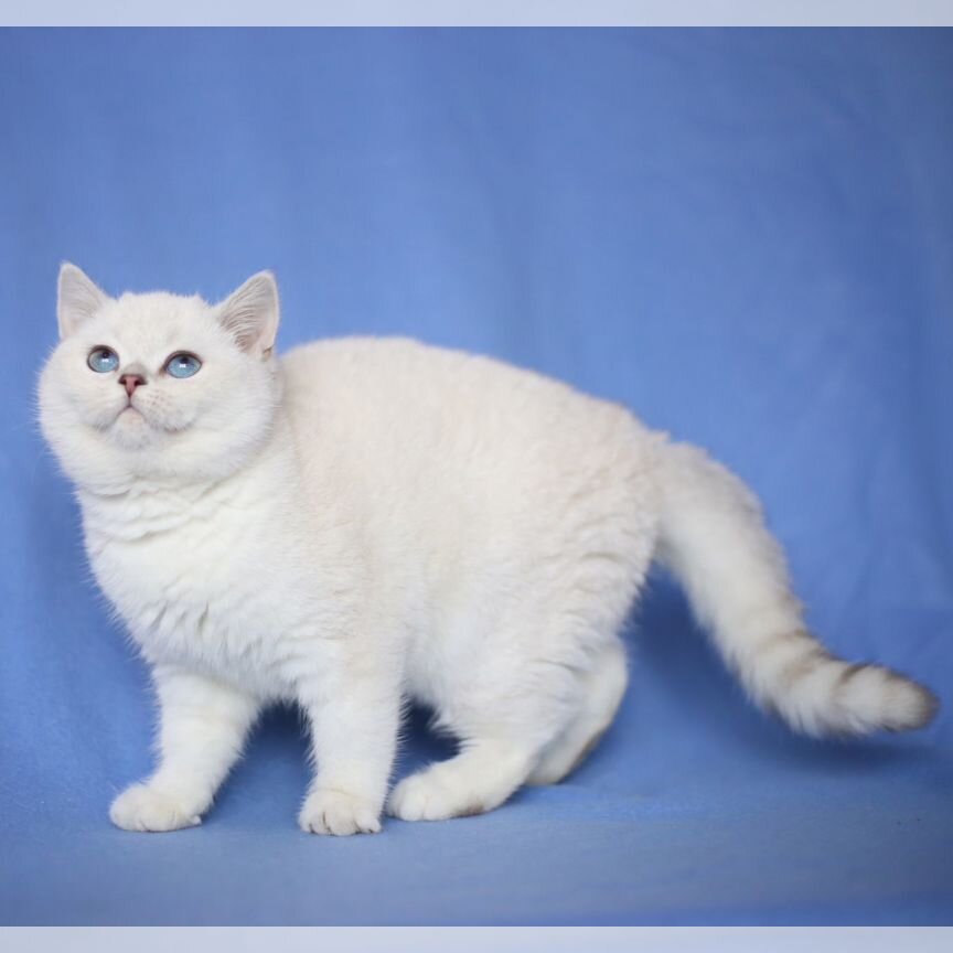 Котик окраса серебристая шиншилла поинт