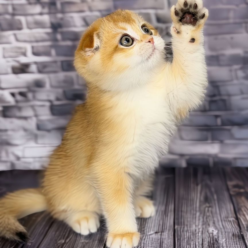 Шотландский вислоухий короткошёрстный котёнок