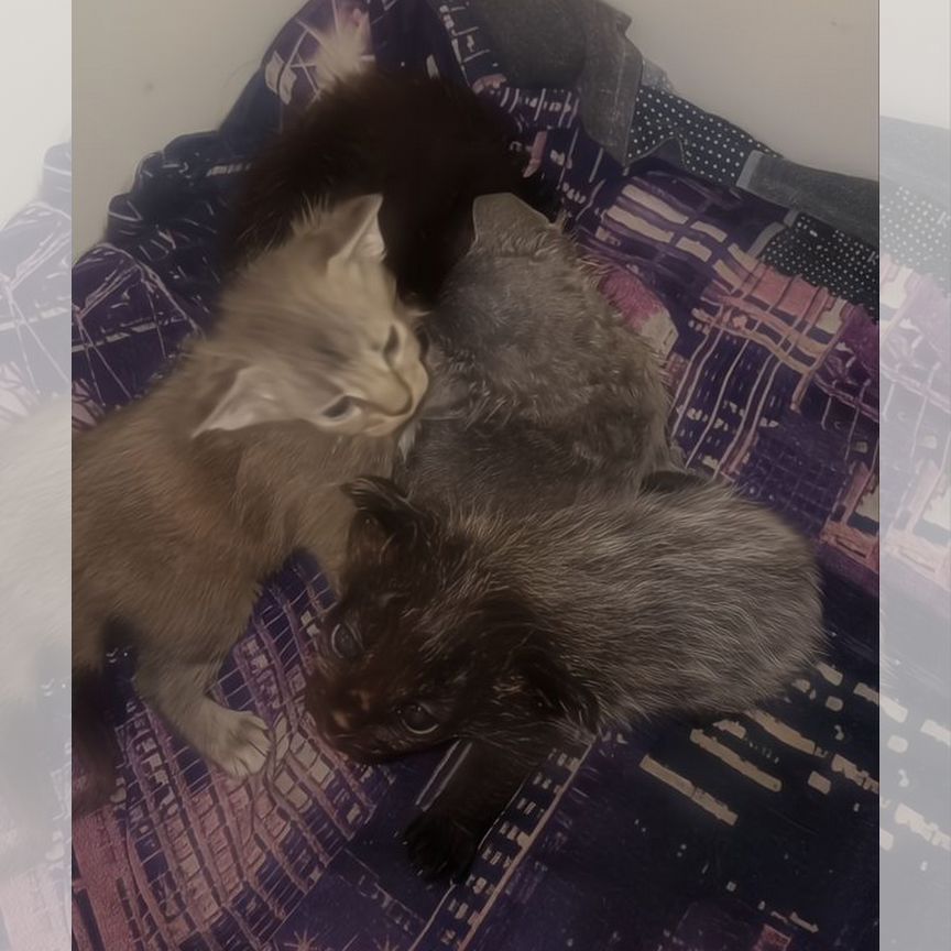 Мейн-кун котёнок